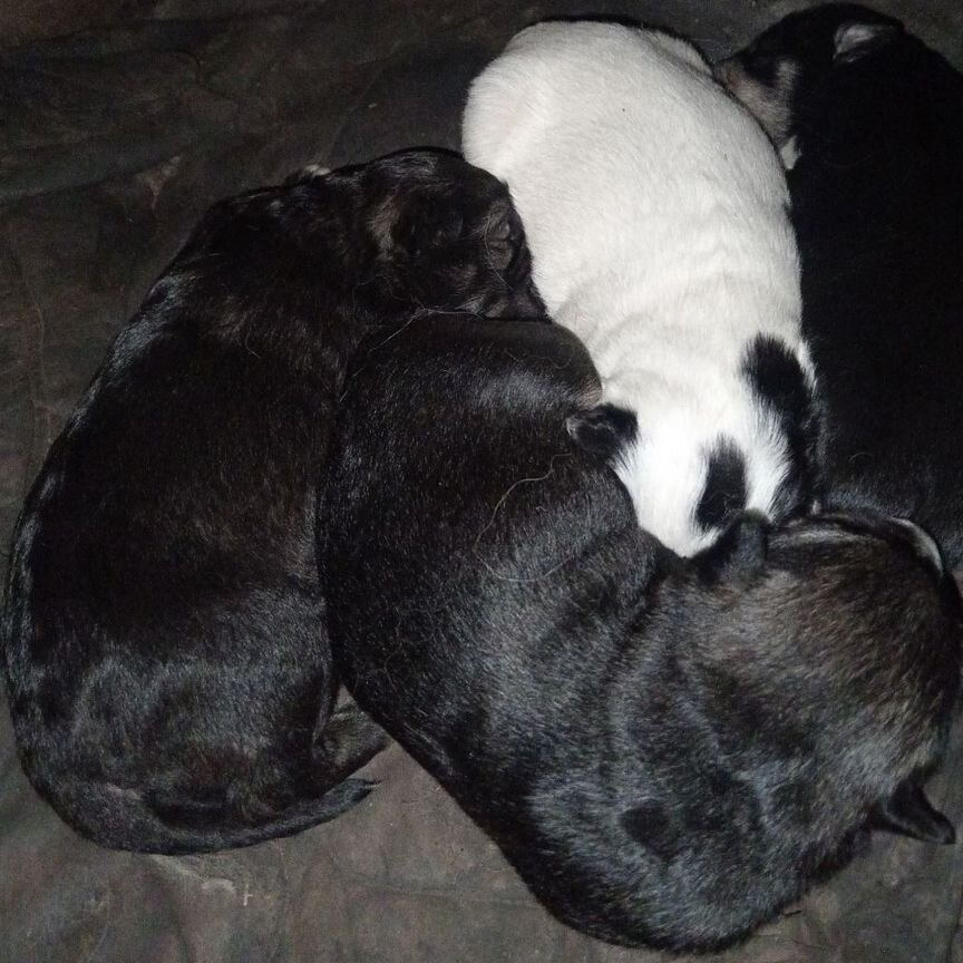 Лайка, щенок