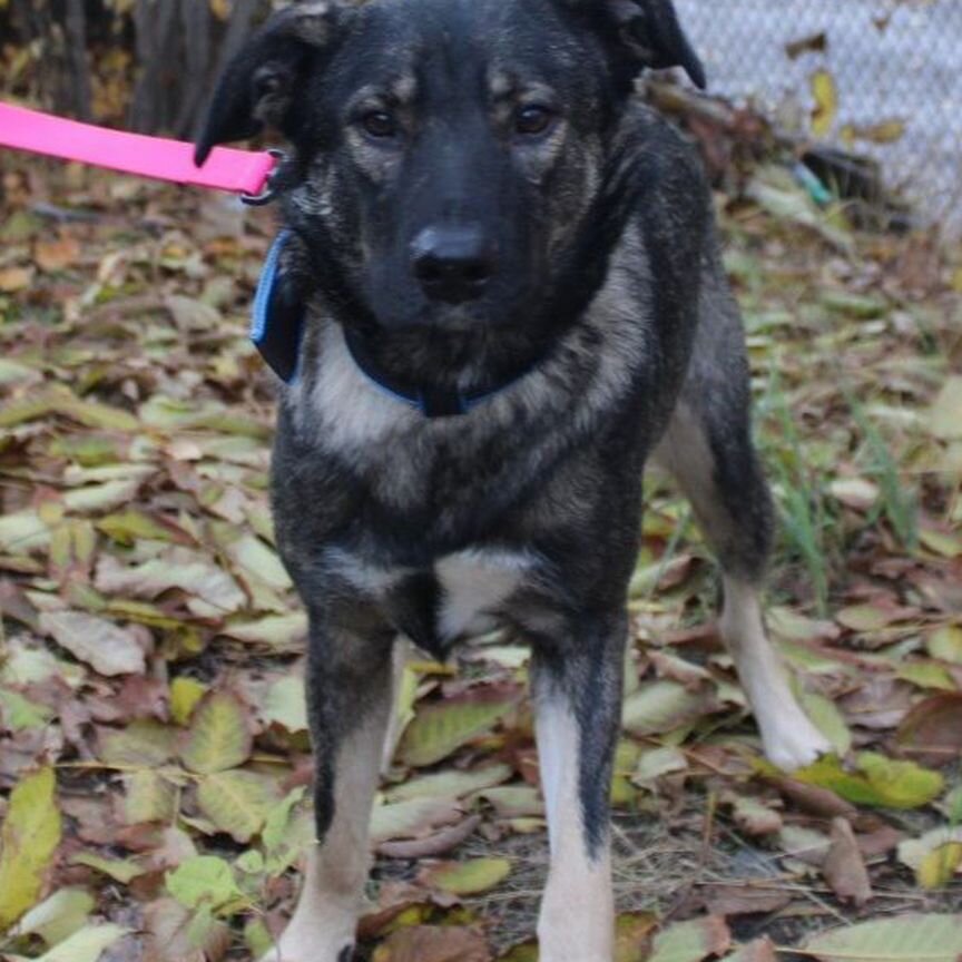 Молляша ждёт свою семью