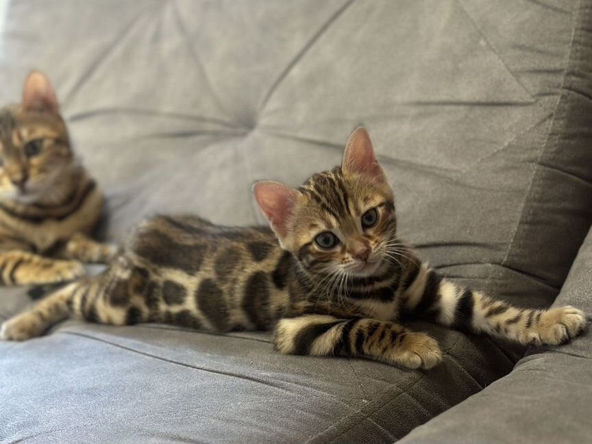 Бенгальские котята с документами