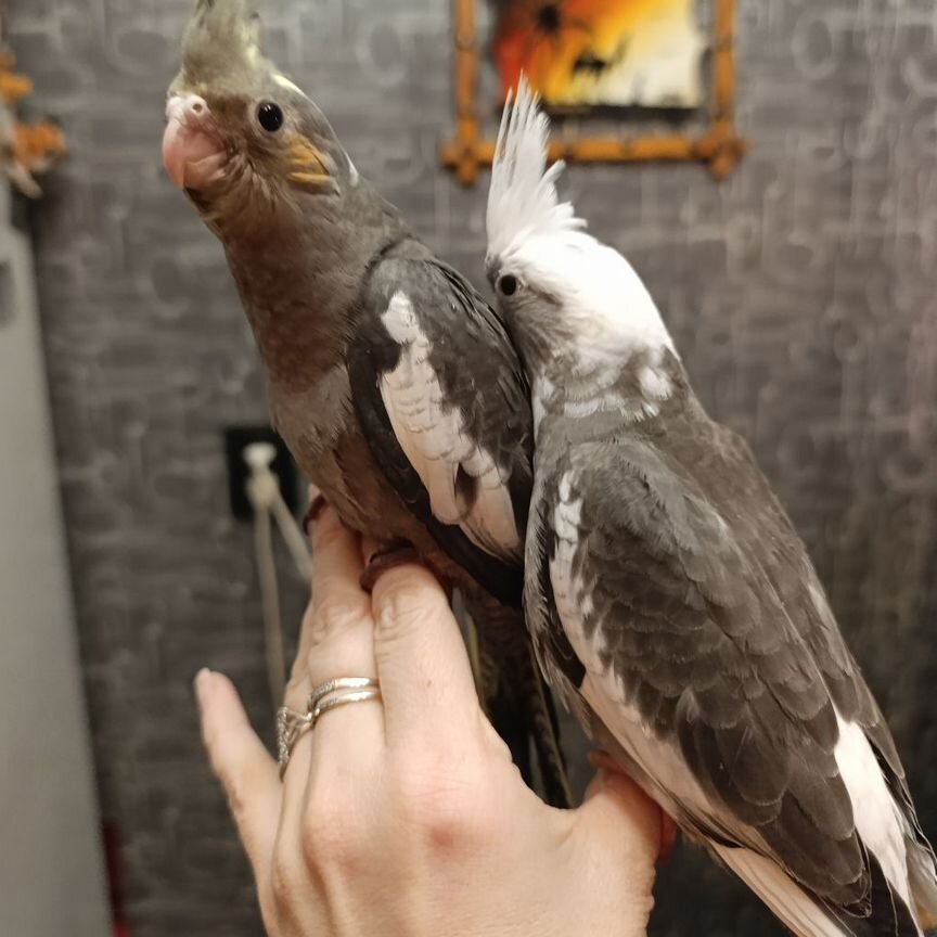 Попугай корелла 2 мес птенцы