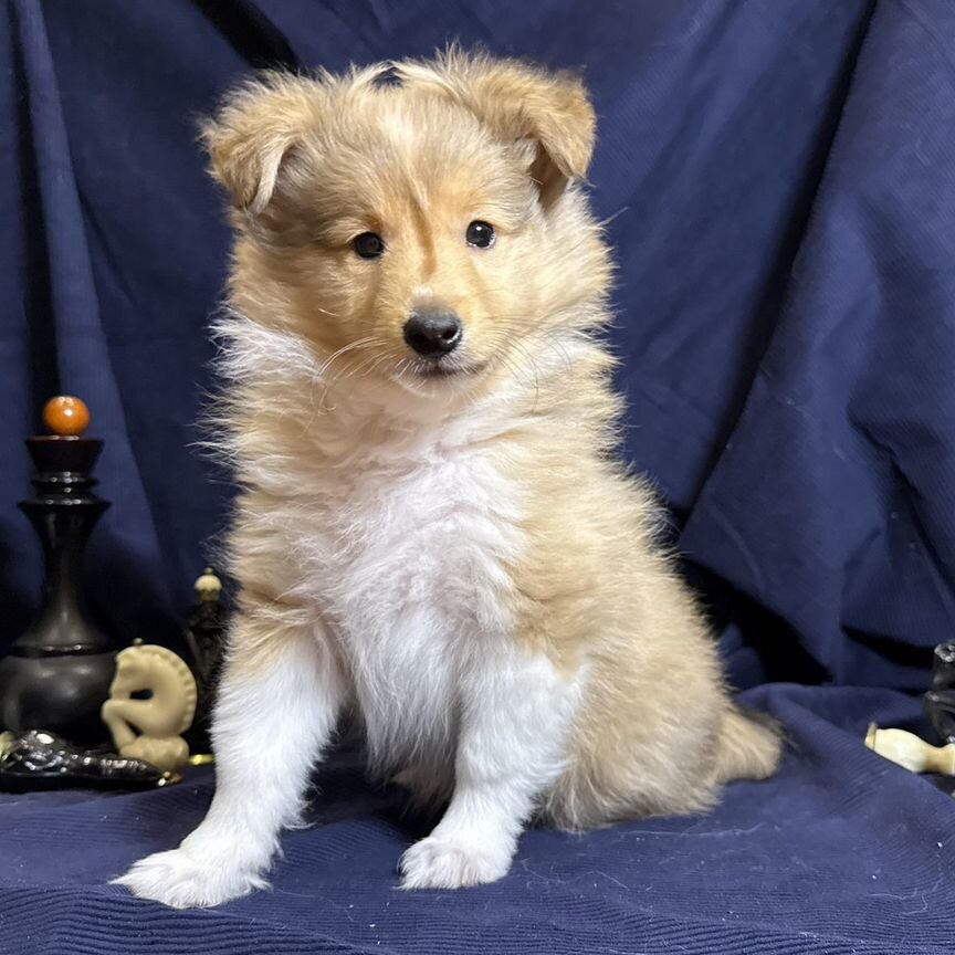 Шелти, щенок