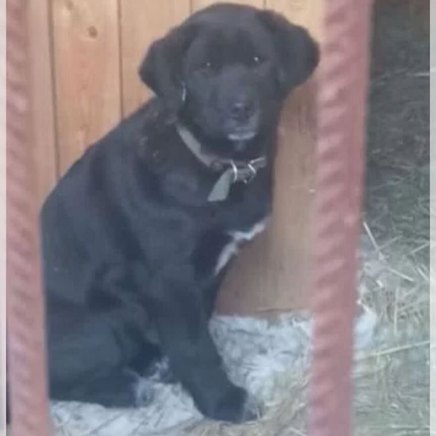 Щенок в добрые руки