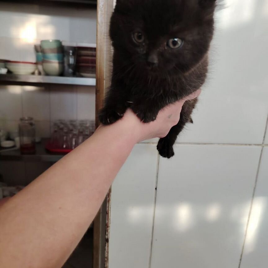 Котенок