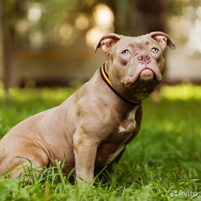 Бомбическая девочка ам.булли покет