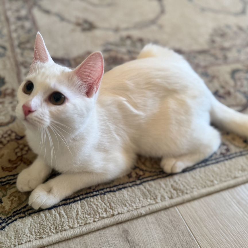 Отдам кота в хорошие руки