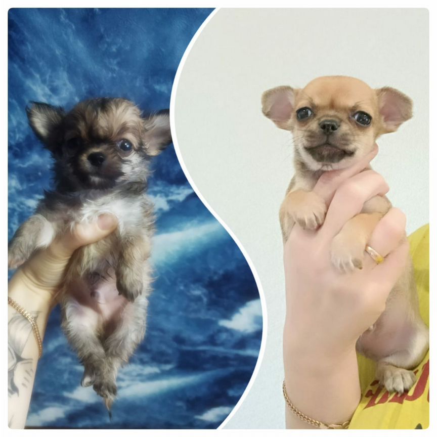 Детки Чихуахуа мальчишки