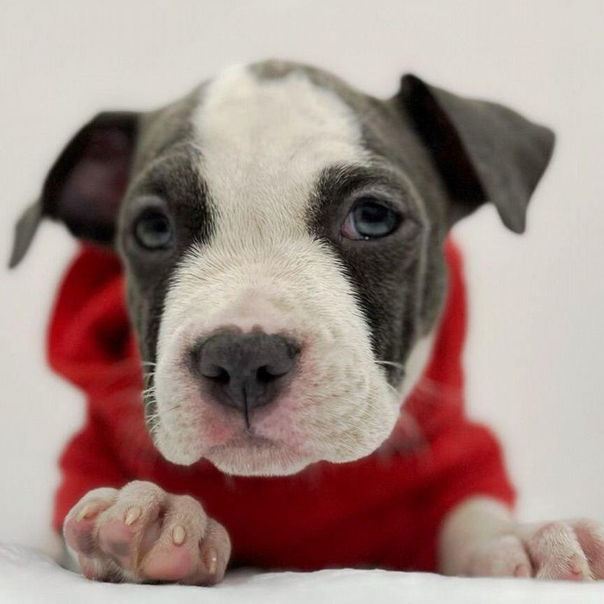 Щенки стаффорда голубые