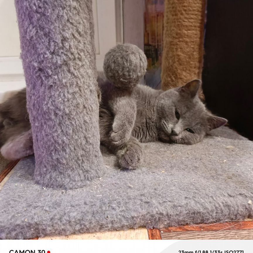 Котенок мальчик 6 месяцев