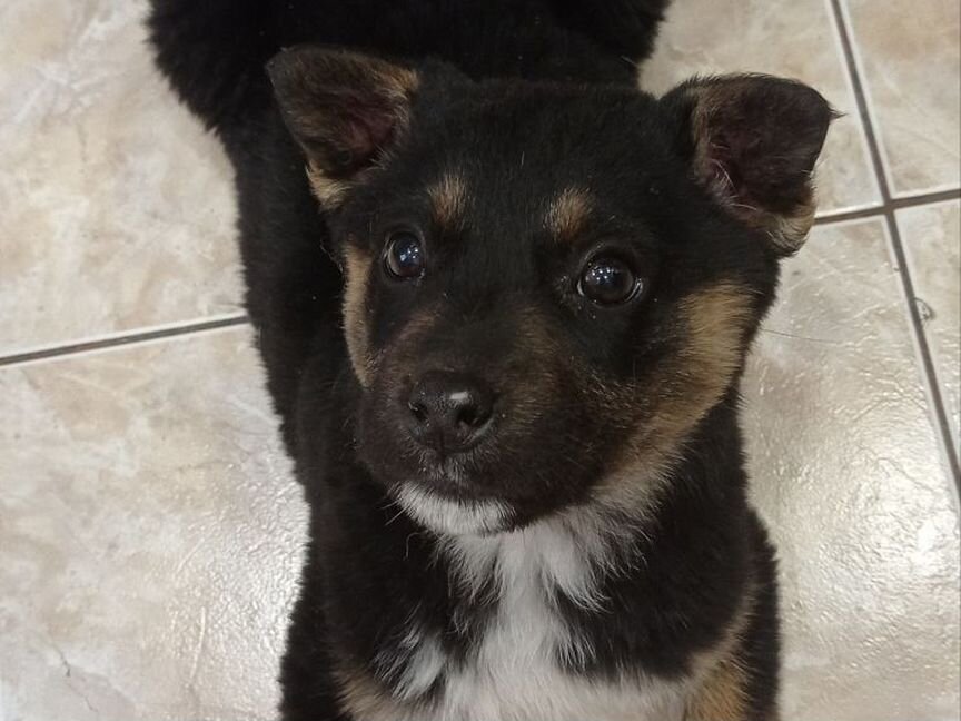 Щенок Милка,2 мес