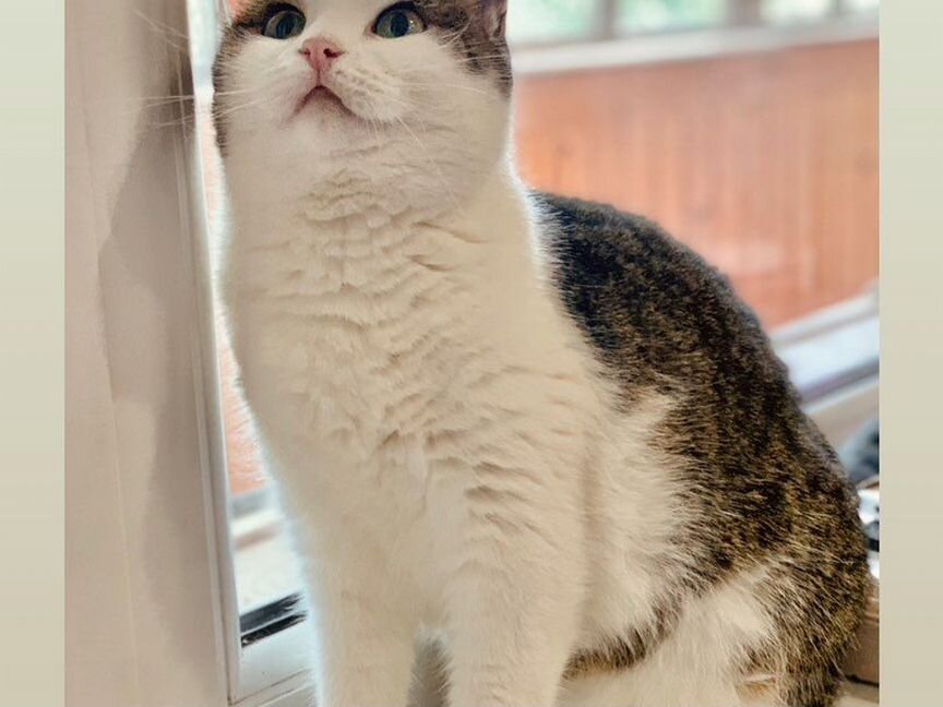 Кошка красавица