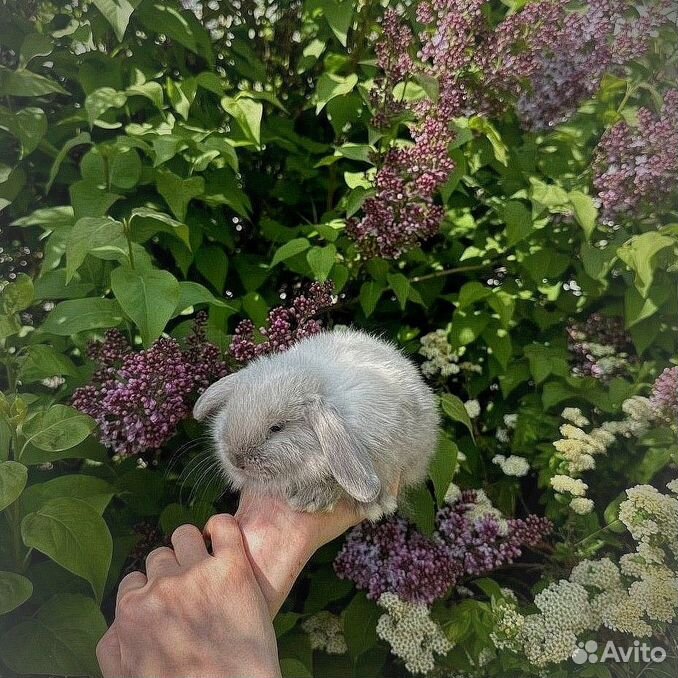 Карликовый кролик с доставкой за 1 день