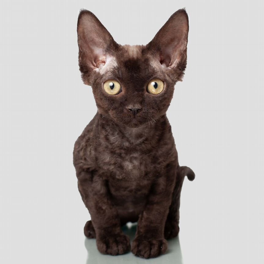 Красивый мальчик черного окраса