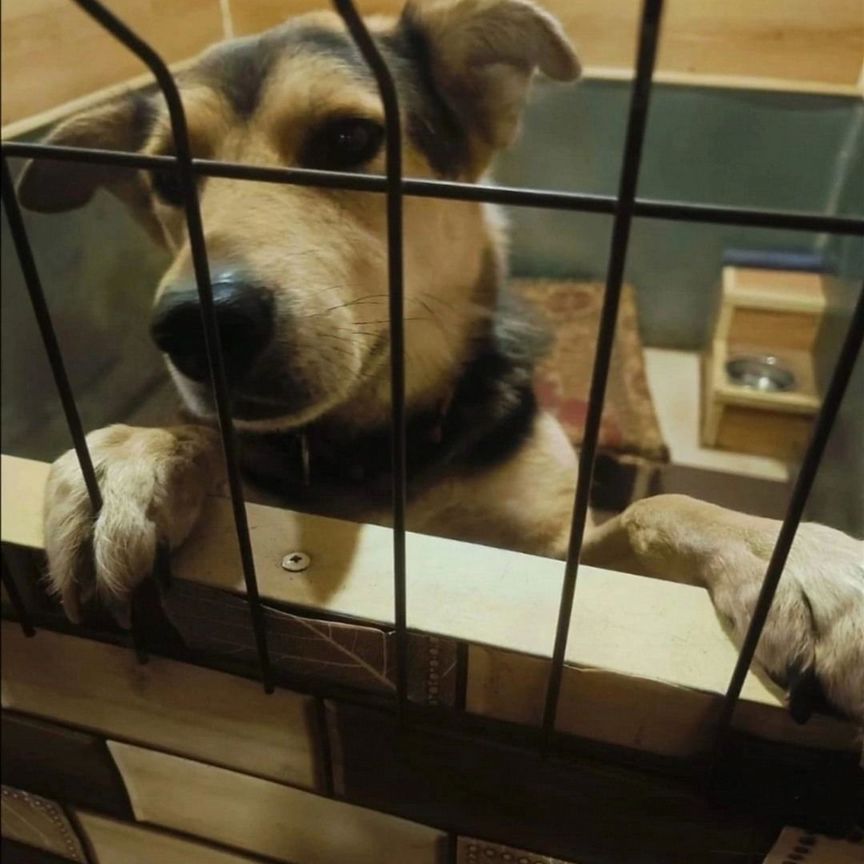 Собака в добрые руки