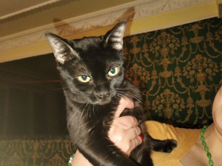 Кошка бенгал