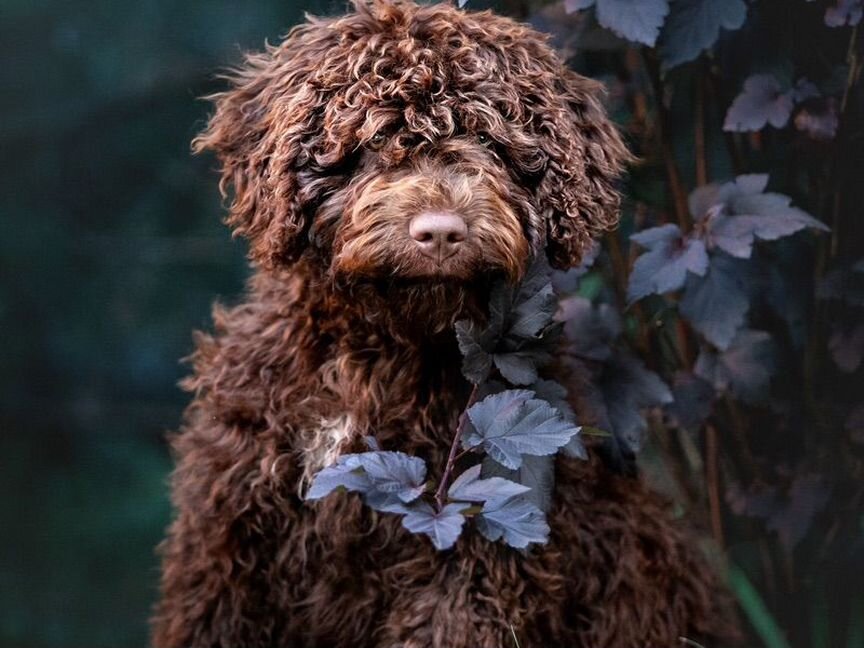 Испанская водяная собака