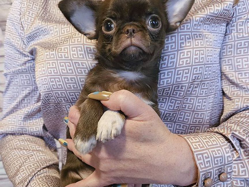 Чихуахуа шоколадная девочка