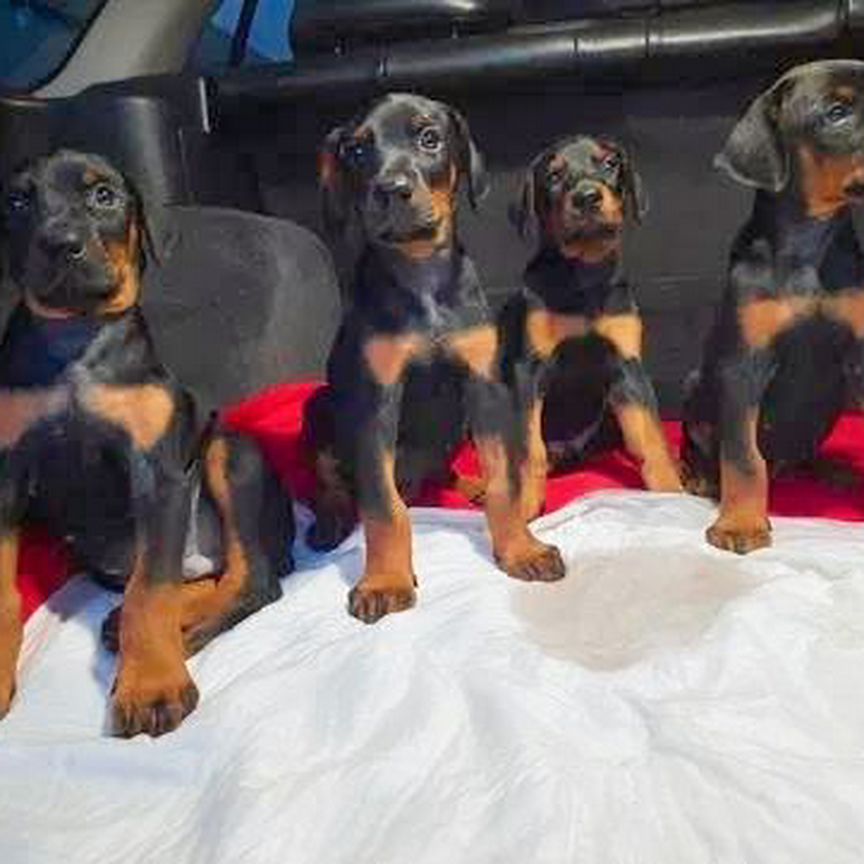 Щеночки Добермана