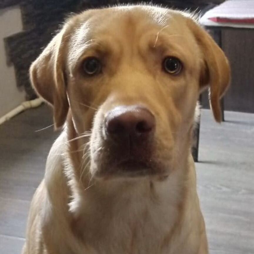 Обоятельный кавалер