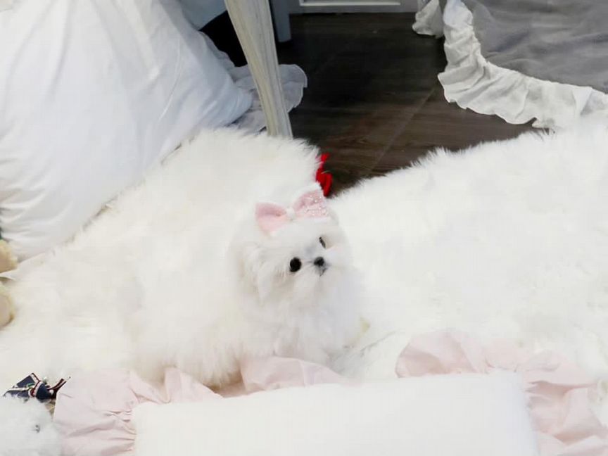 Мальтезе мини из Кореи