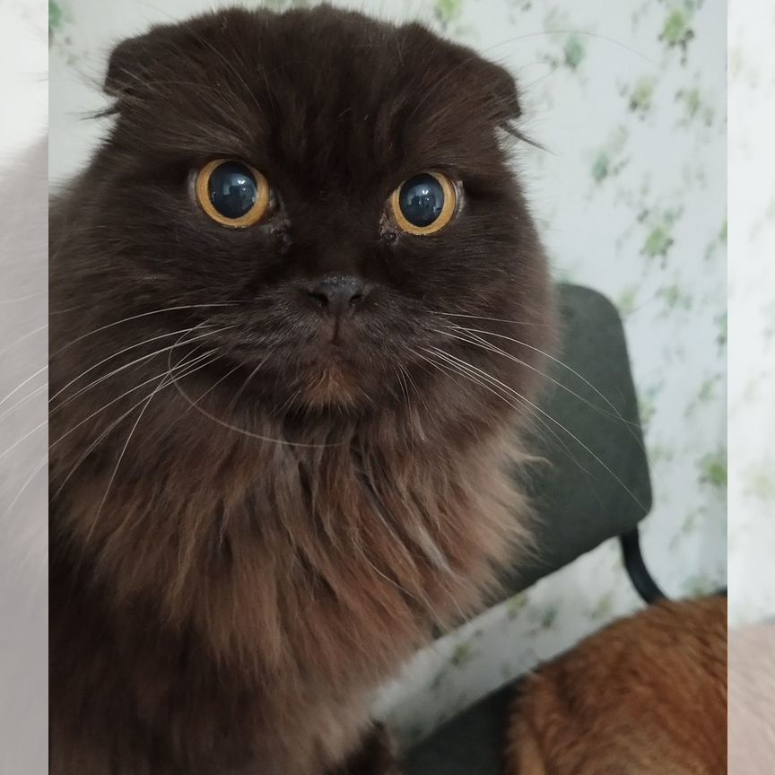 Кошечка в добрые руки