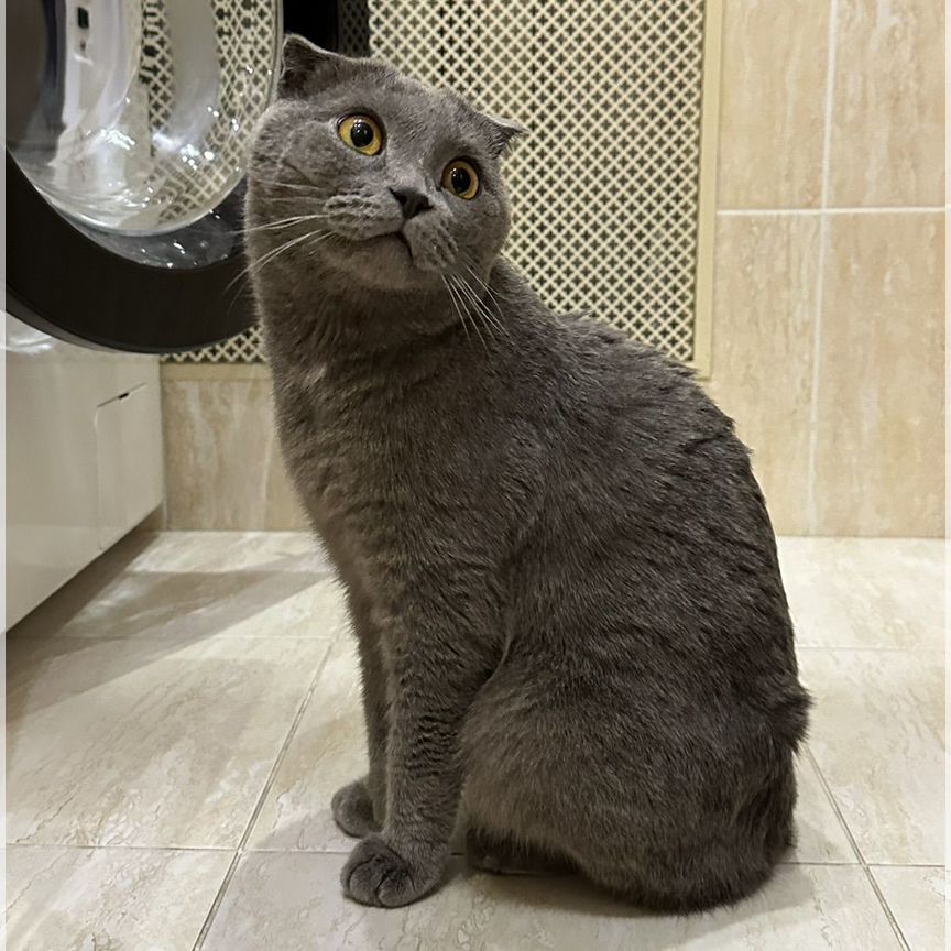 Шотландская вислоухая кошка