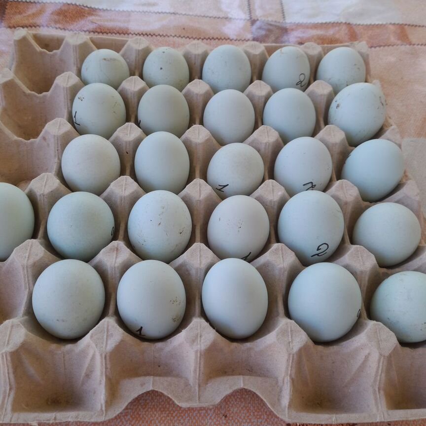 Инкубационное яйцо, суточные цыплята Ухей илюй