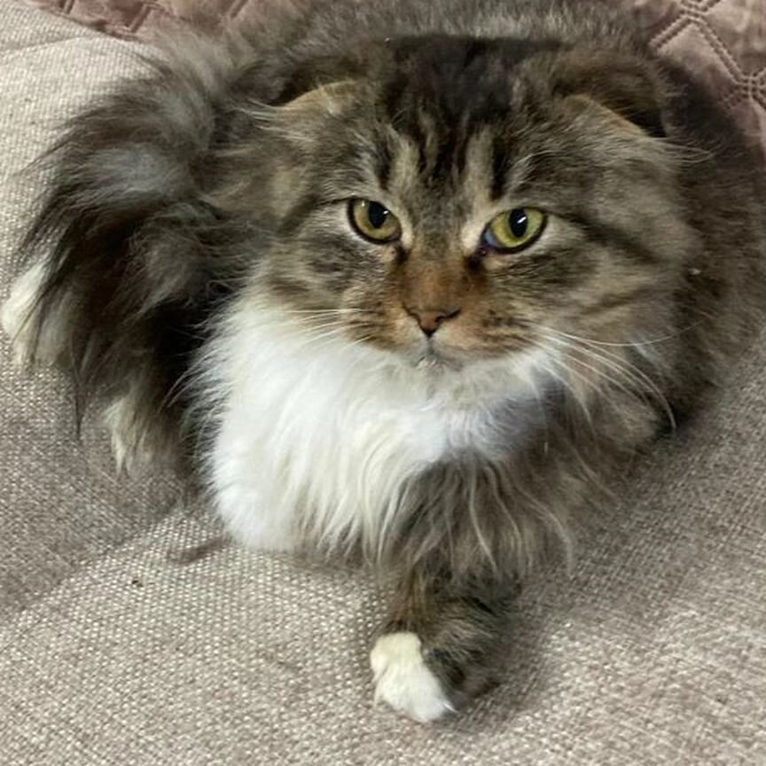 Кошечка Афина