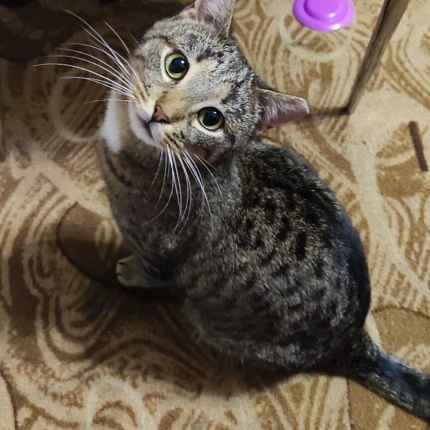 Отдам в добрые руки кошку