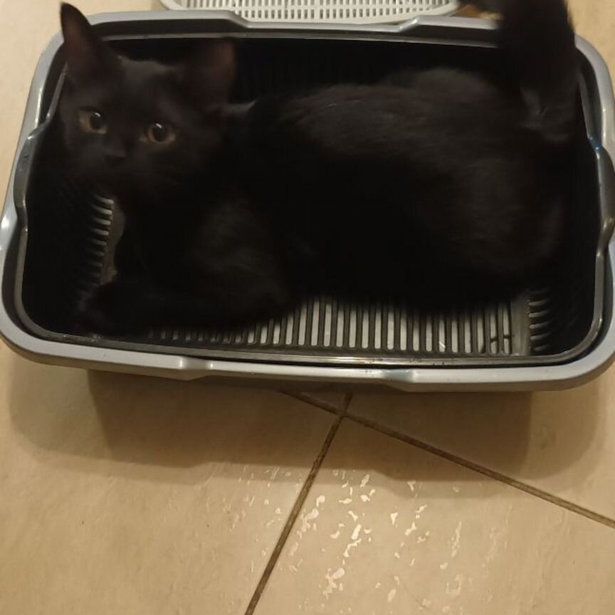 Лоток для кошек
