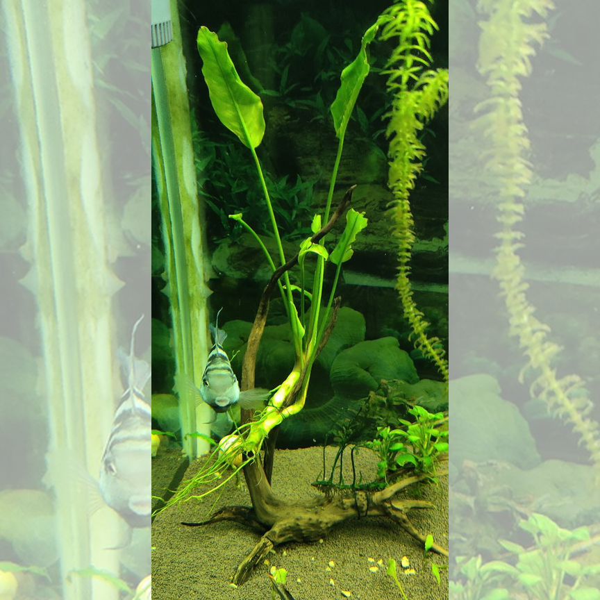 Аквариумные растения