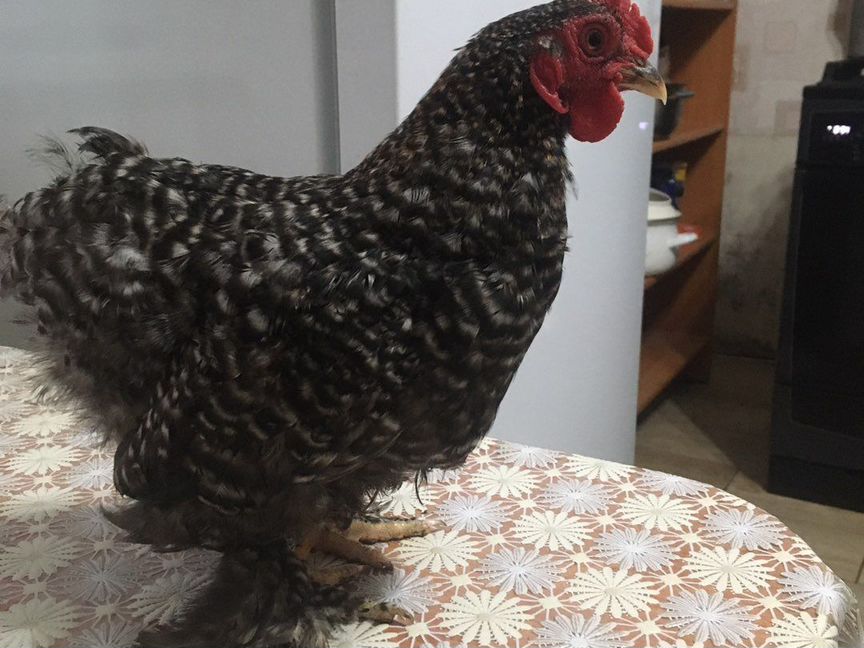 Петушки карликого кохинхина