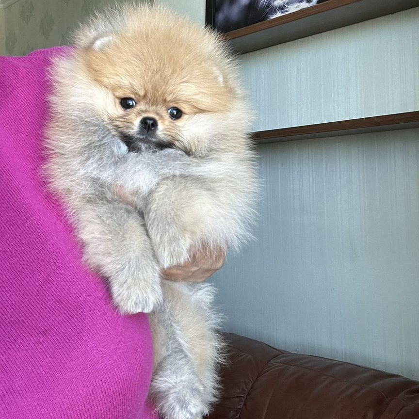 Померанский шпиц мини мишки