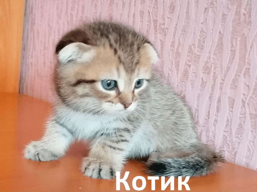 Шотландский вислоухий котёнок