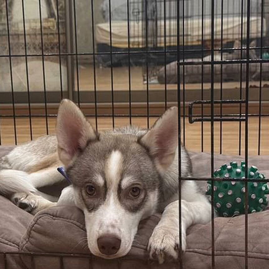 Сибирский хаски, щенок