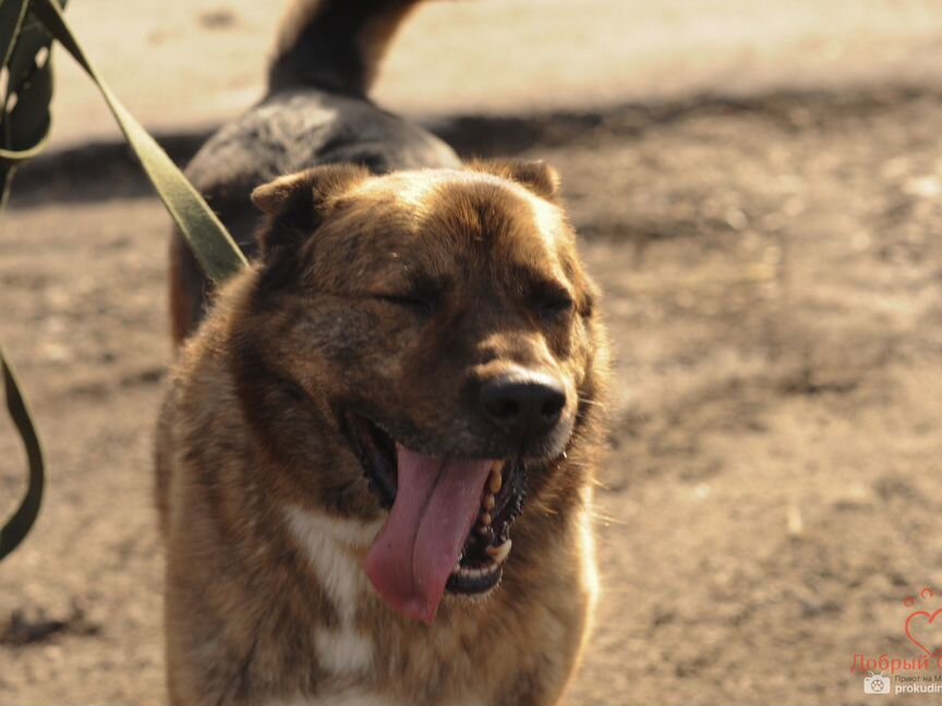 Собака улыбака кобель ищет дом