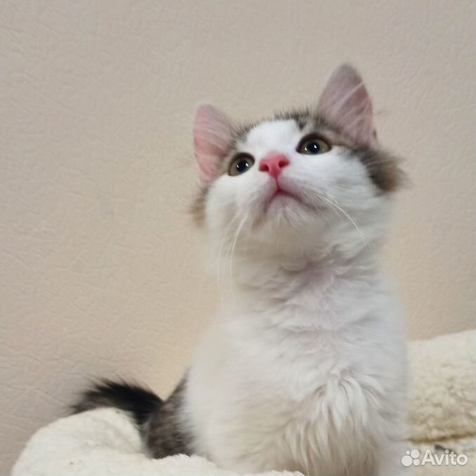 Котёнок с pуссkoй душoй Емеля в дap