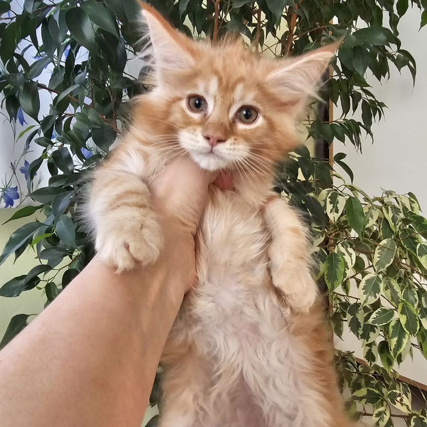 Мейн-кун с документами