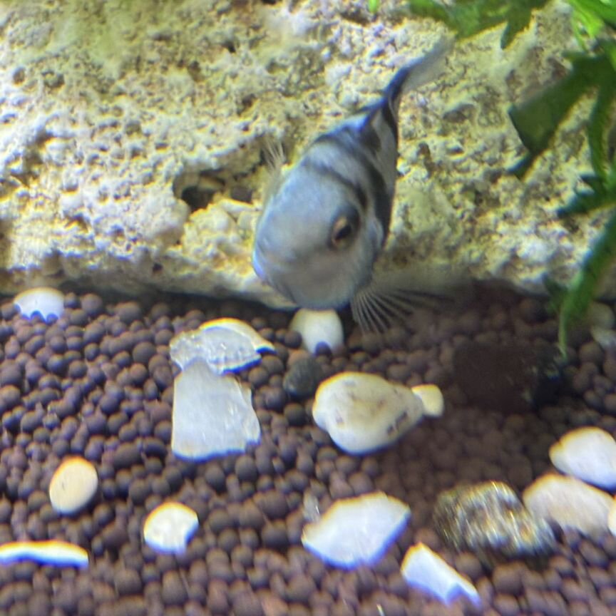 Цихлида попугай