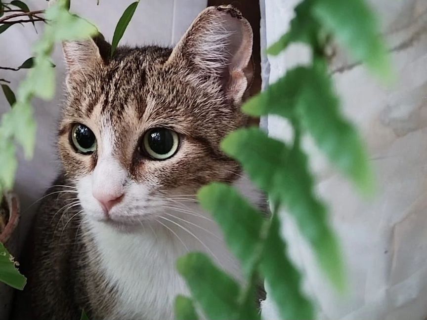 Кошка в добрые руки