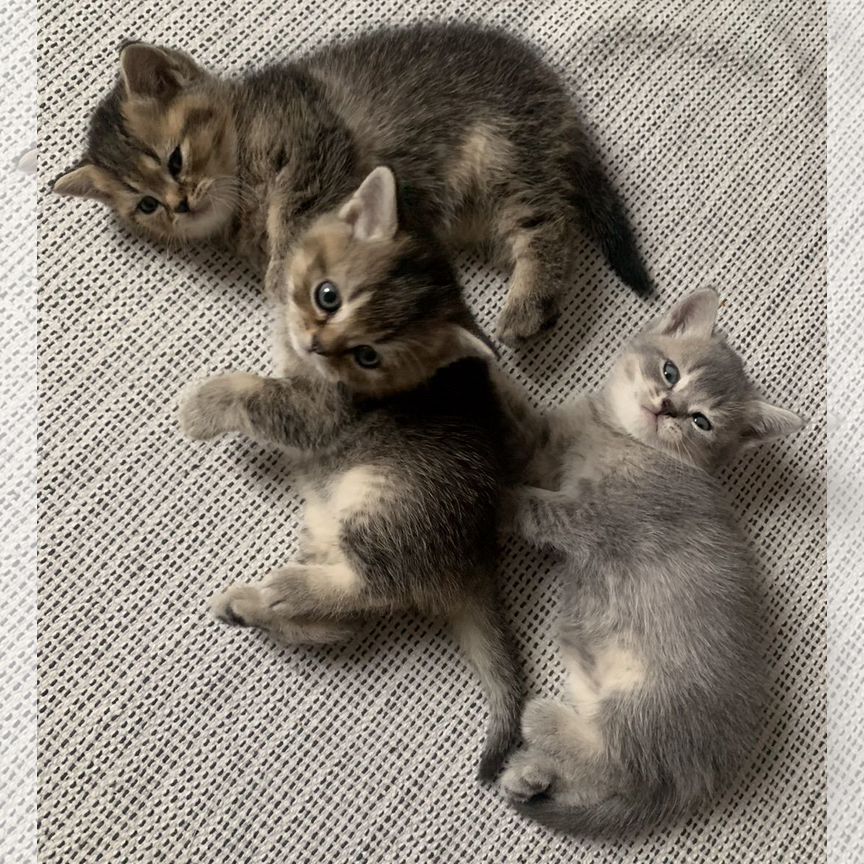 Британские котята