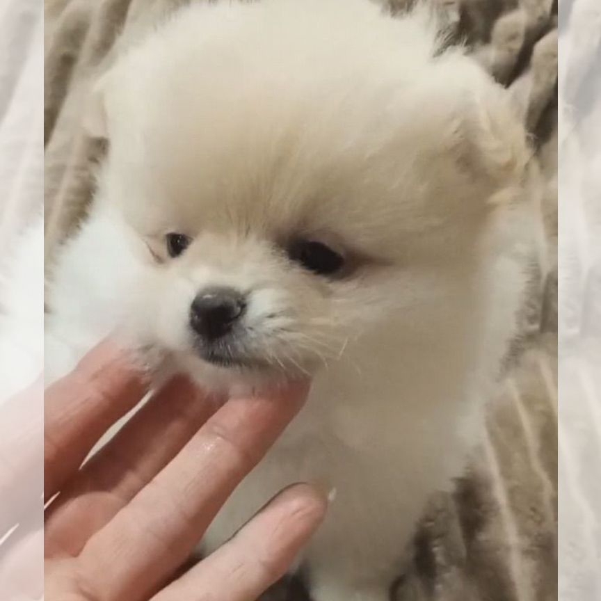 Померанский шпиц, щенок