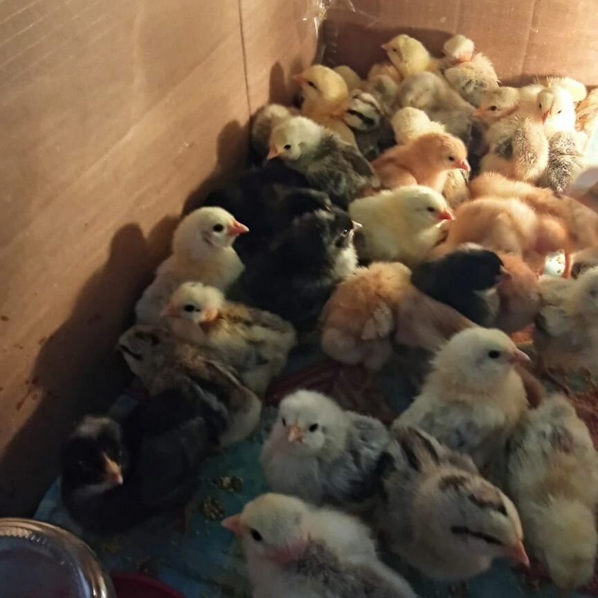 Продаю цыплят