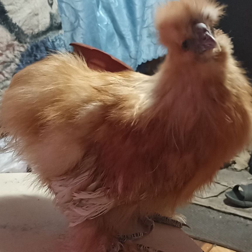 Китайские шелковые куры