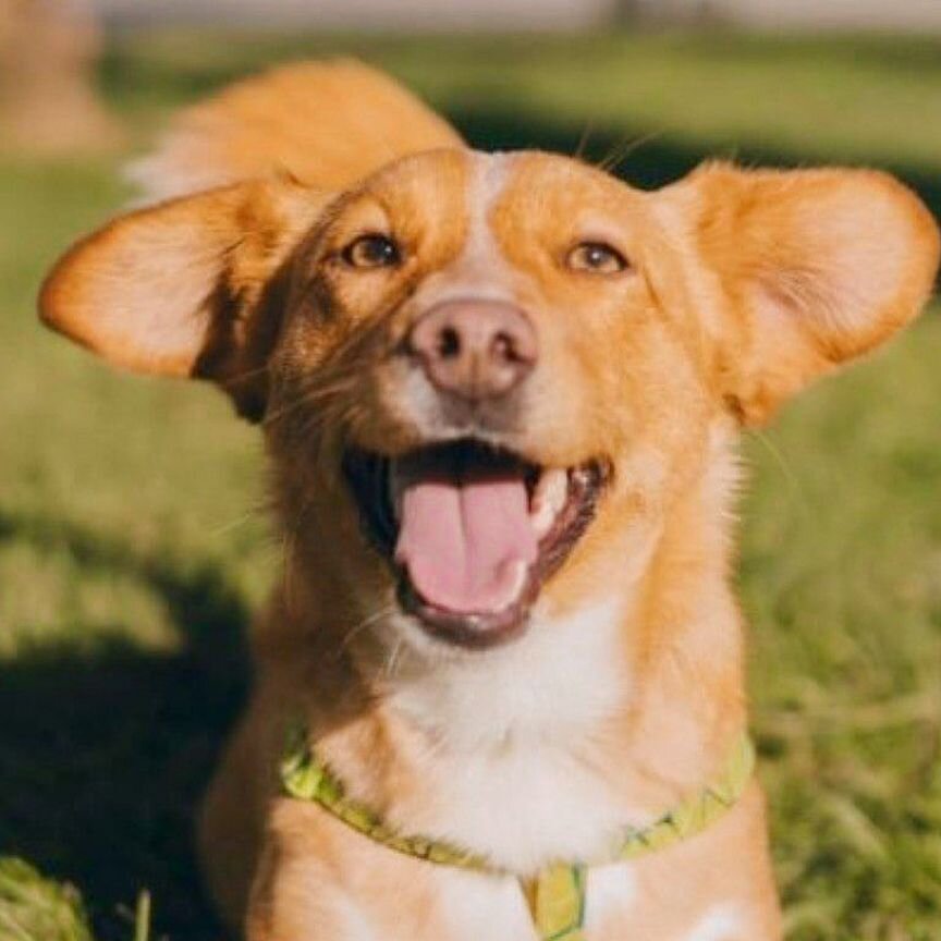 Собака в добрые руки