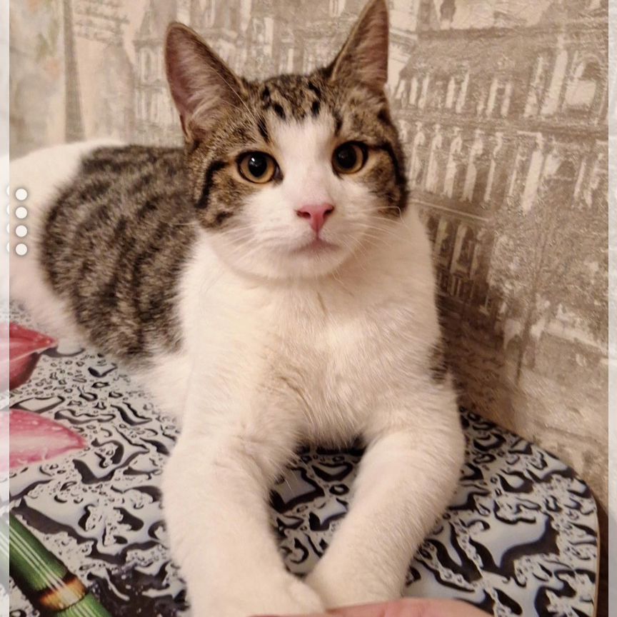 Котику подростку некуда идти