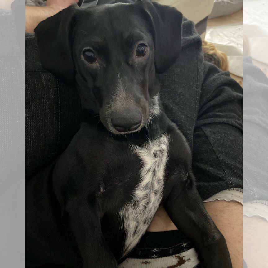 Щенок в добрые руки