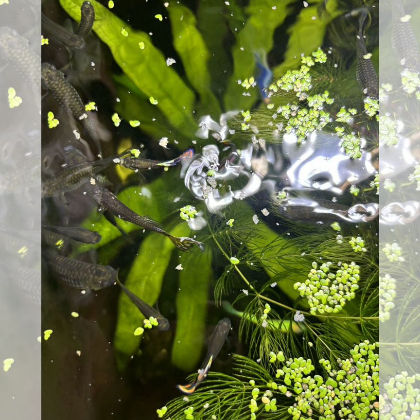 Отдам гуппи