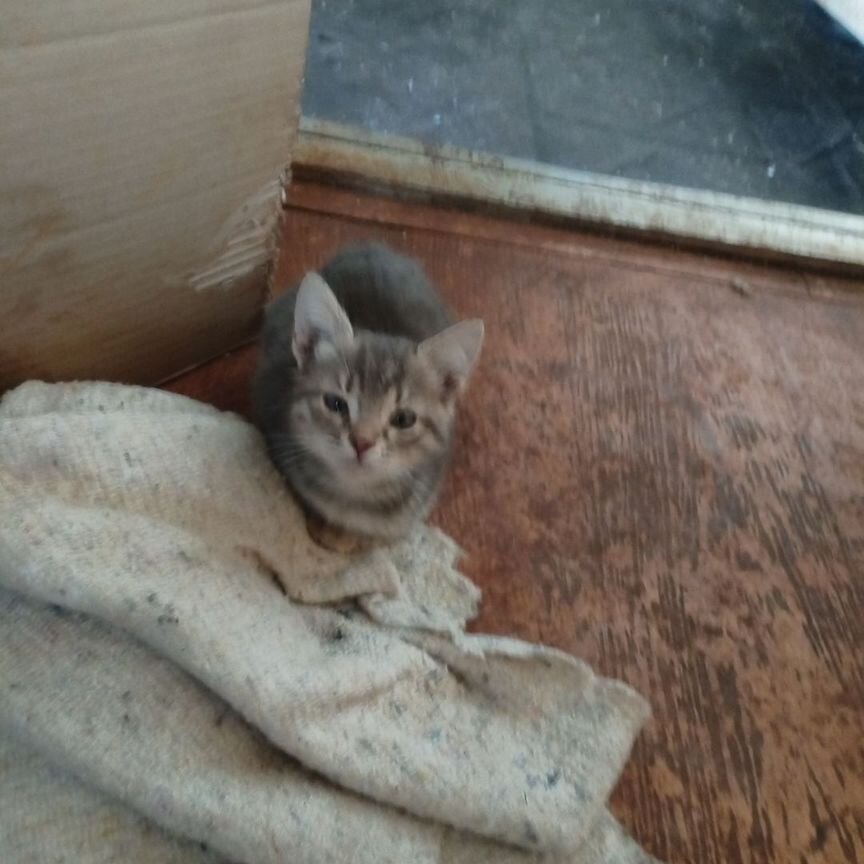 Котята в добрые руки