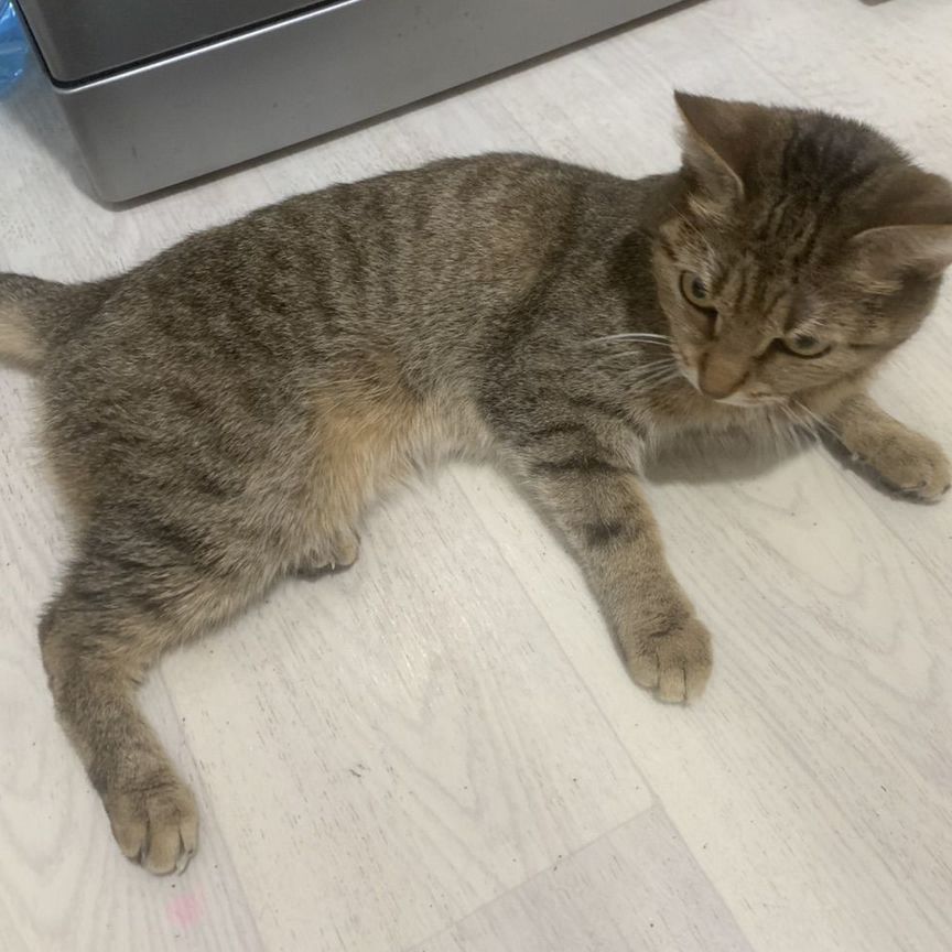 Взрослая кошка в добрые руки