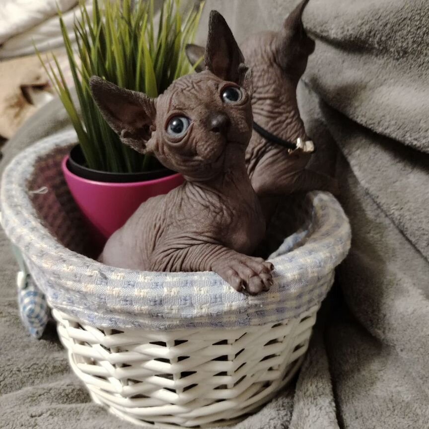 Канадский сфинкс котёнок